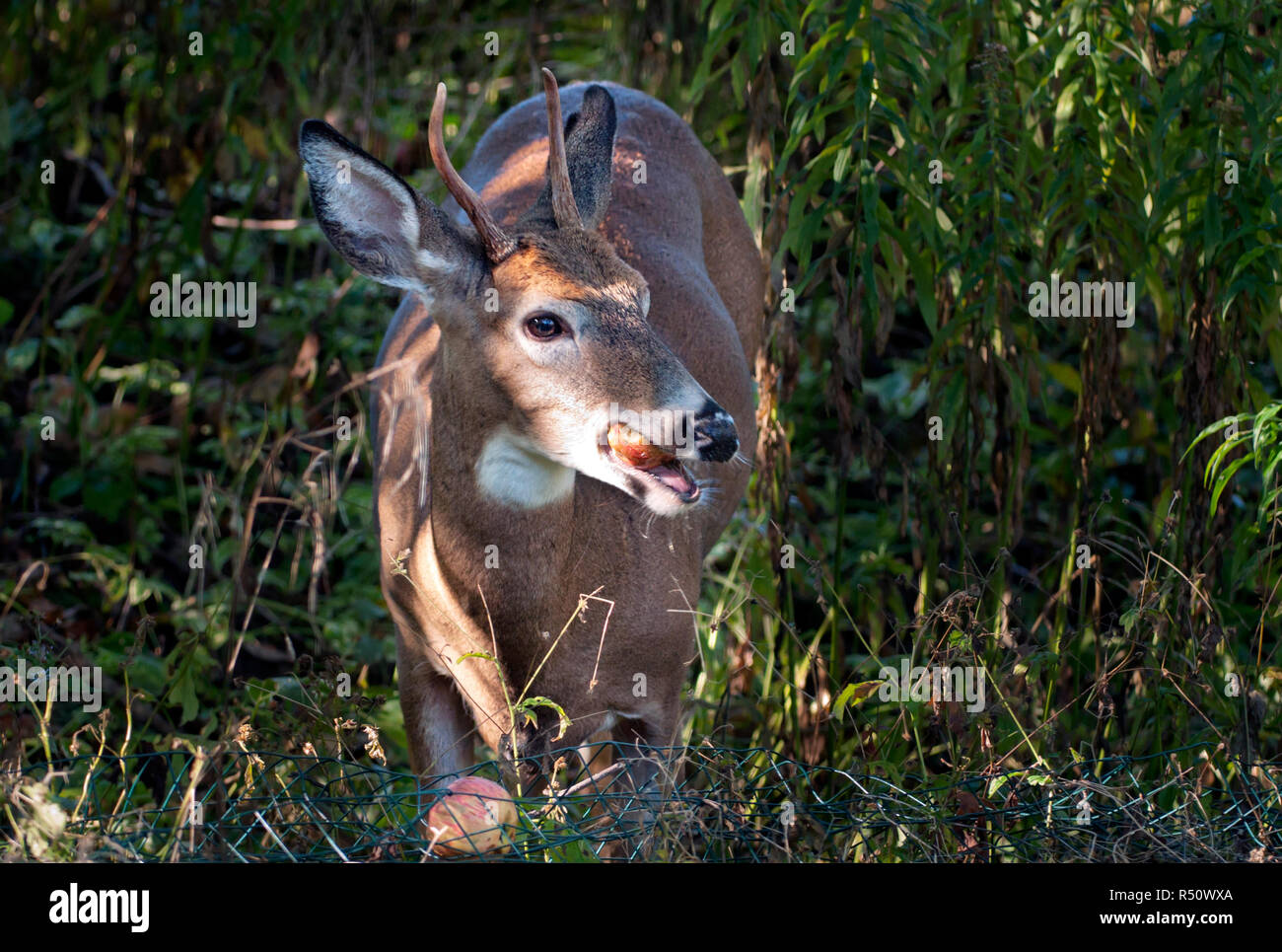 Closeup of a buck deer with antlers eating an apple Stock Photo - Alamy