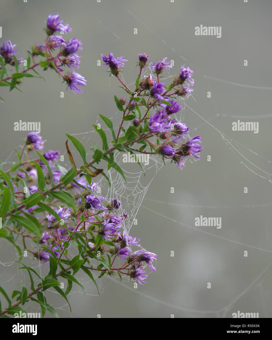 Dark Purple Wildflowers