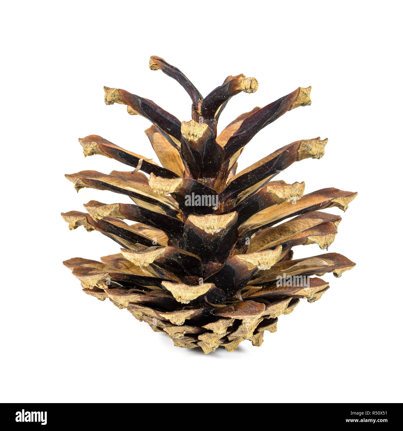 Pine cone isolated on white background with clipping path Stock Photo ...