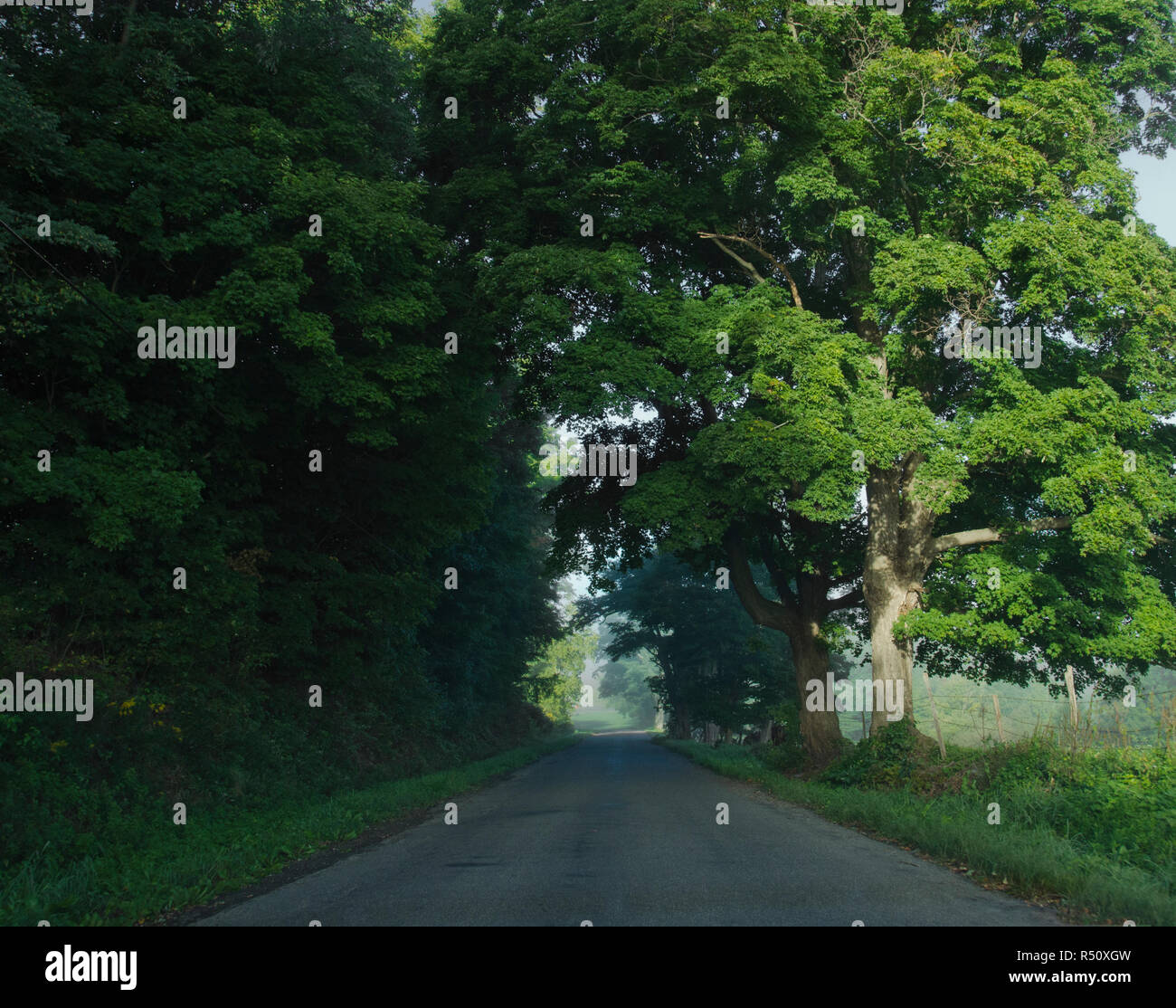 Lonely tree country road hi-res stock photography and images - Alamy