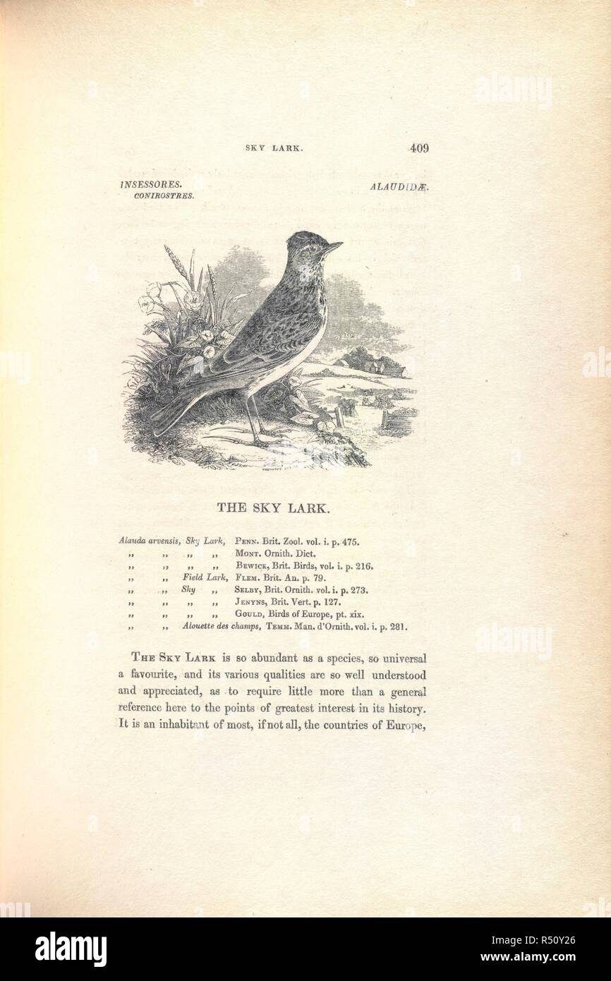 History of british birds hi-res stock photography and images - Alamy