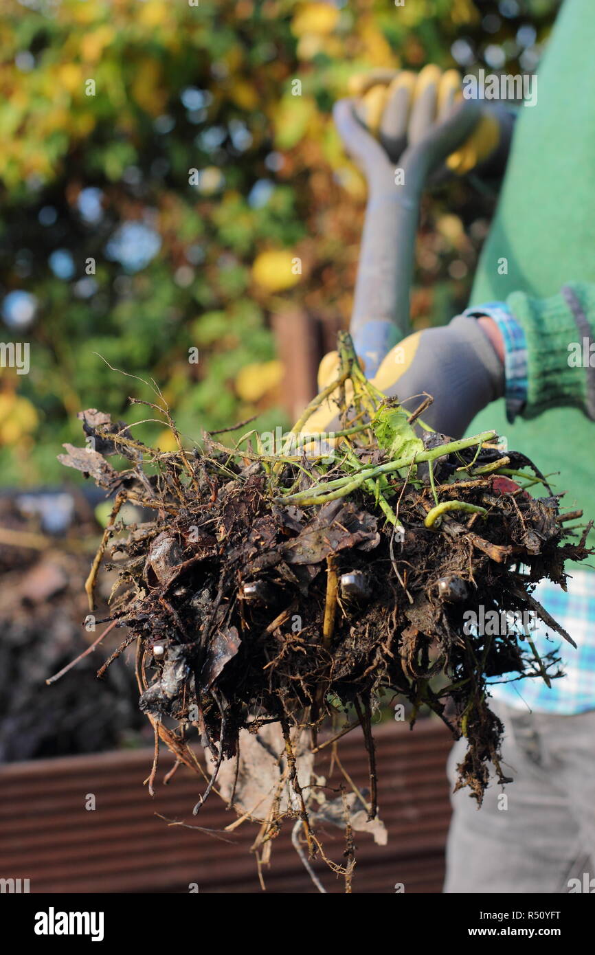 A garden compost heap is turned to aerate the contents, ensuring a rich ...