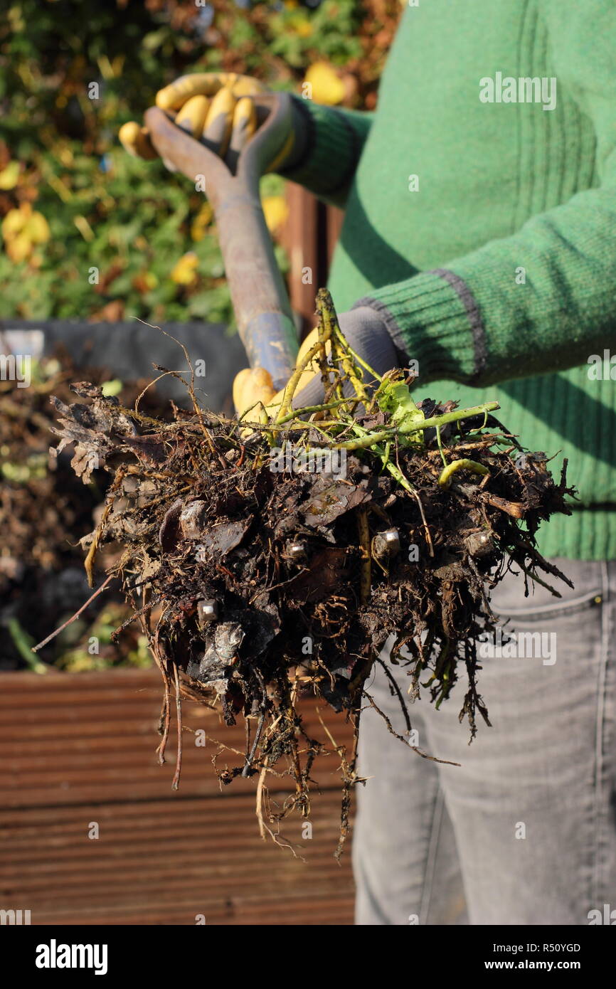 Before After Compost High Resolution Stock Photography and Images - Alamy