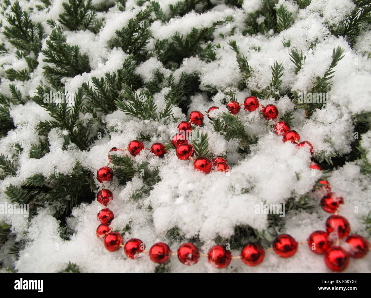 Conifer tree branches hi-res stock photography and images - Alamy