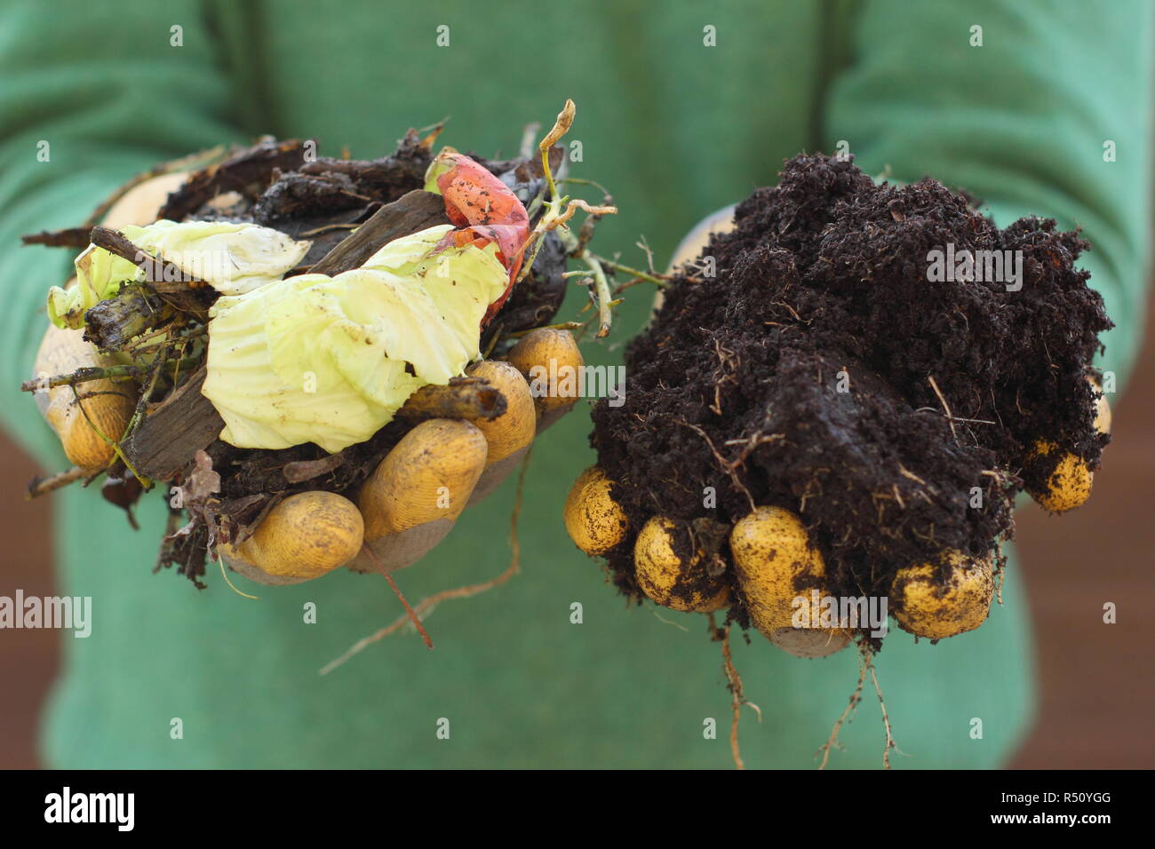 Stages of decomposition hi-res stock photography and images - Alamy
