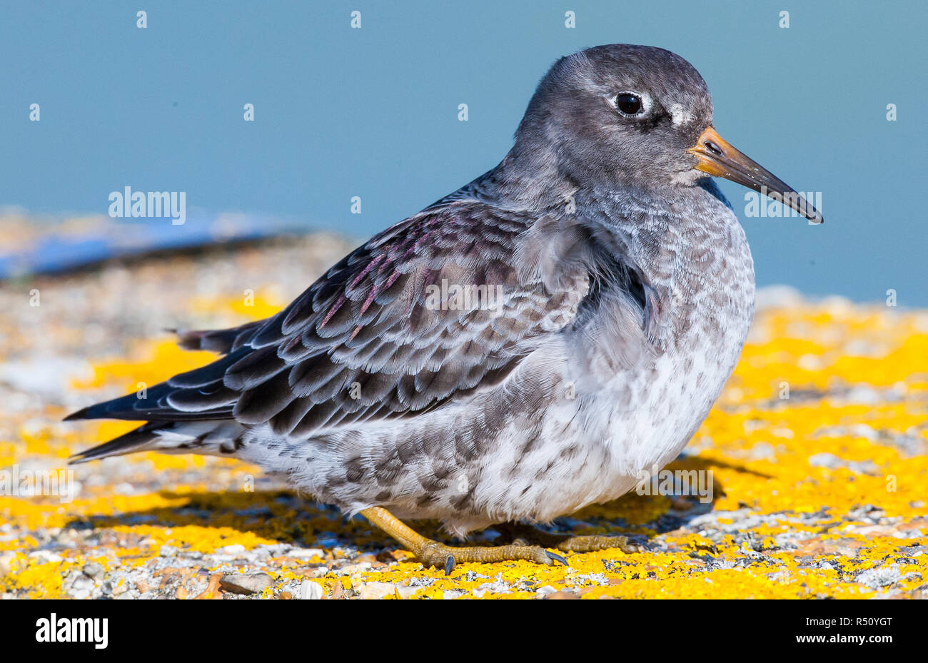 Purple sandpiper uk winter hi-res stock photography and images - Alamy