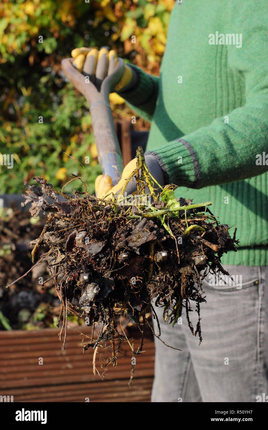 A garden compost heap is turned to aerate the contents, ensuring a rich ...