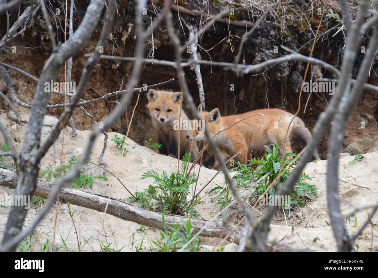 Red Fox Pups Stock Photo - Alamy