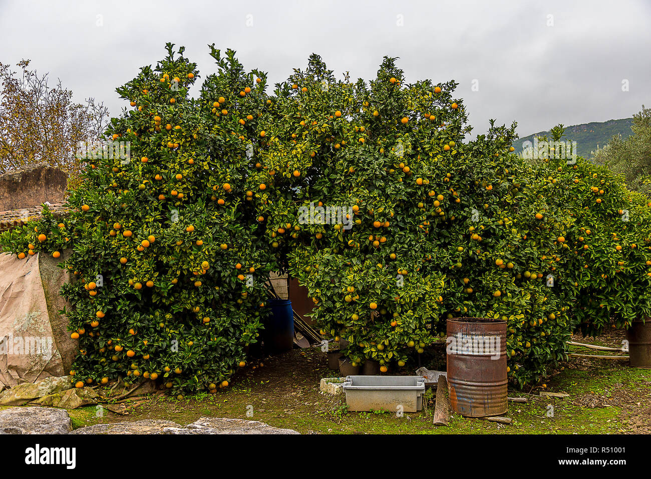 Huge Orange Tree Loaded With Lot's of Oranges Stock Photo - Alamy