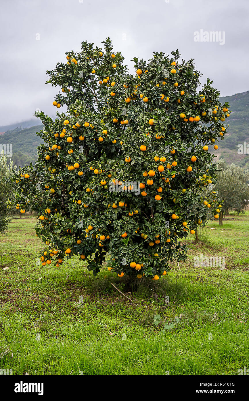 Huge Orange Tree Loaded With Lot's of Oranges Stock Photo - Alamy