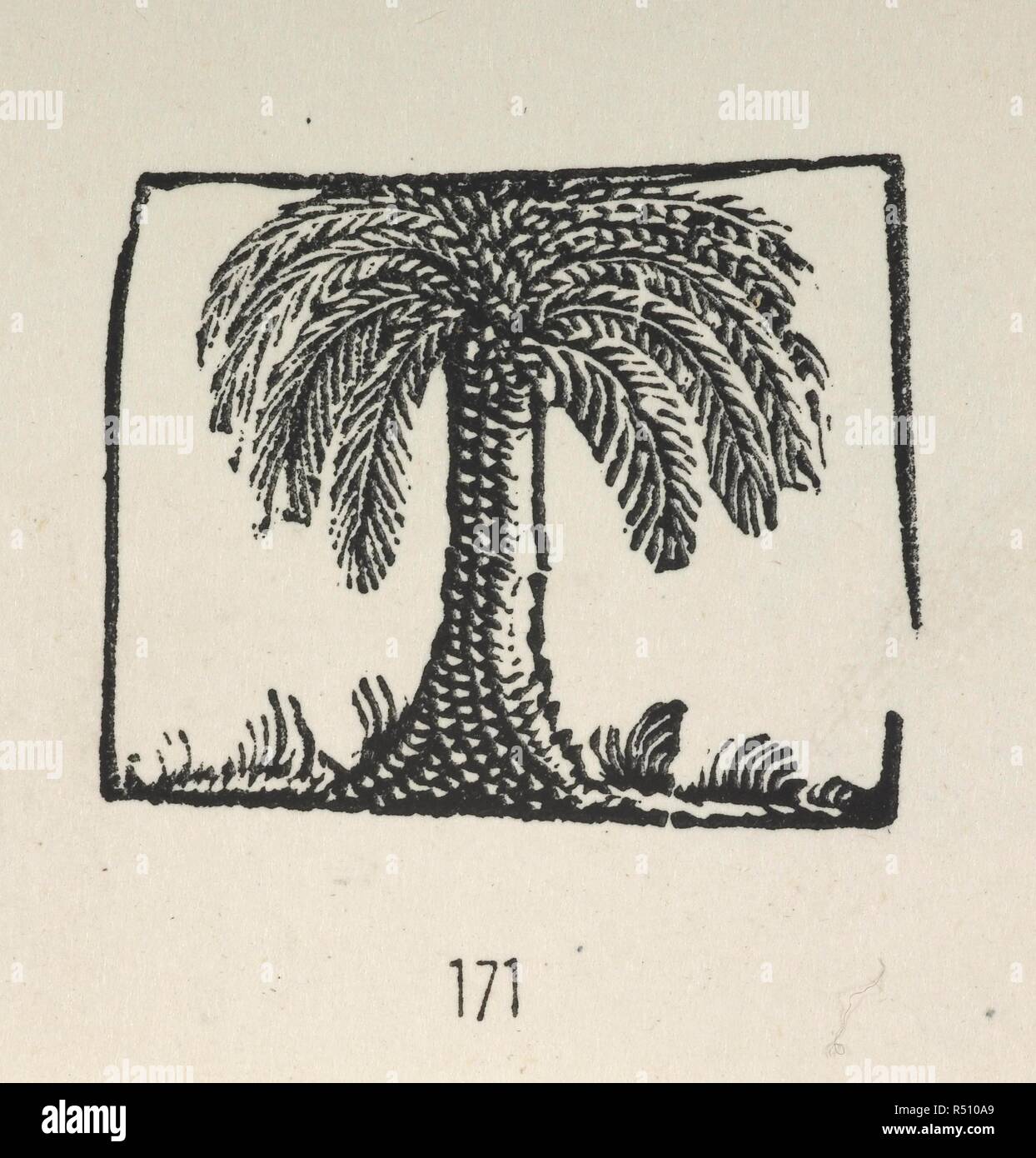 A palm tree. A palm tree. Image taken from Bewick's Woodcuts ...