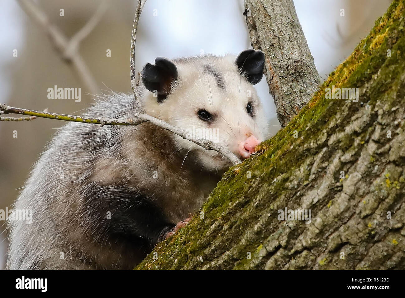North American Opossum High Resolution Stock Photography and Images - Alamy