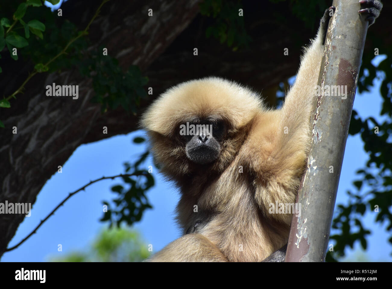 Monkey looking at camera hi-res stock photography and images - Alamy