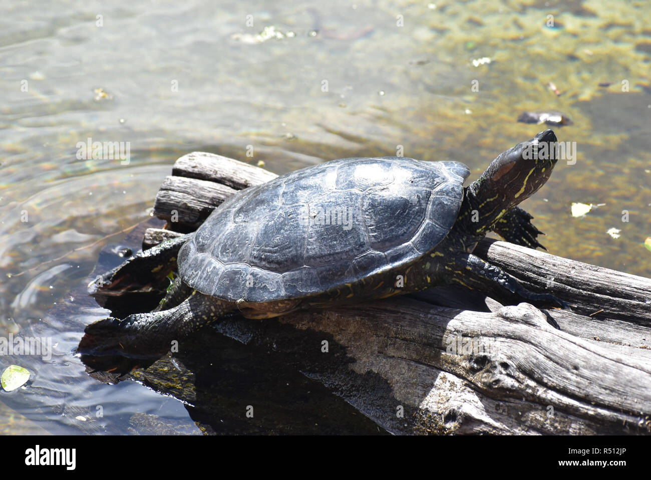 Turtle out of the water on a log Stock Photo - Alamy