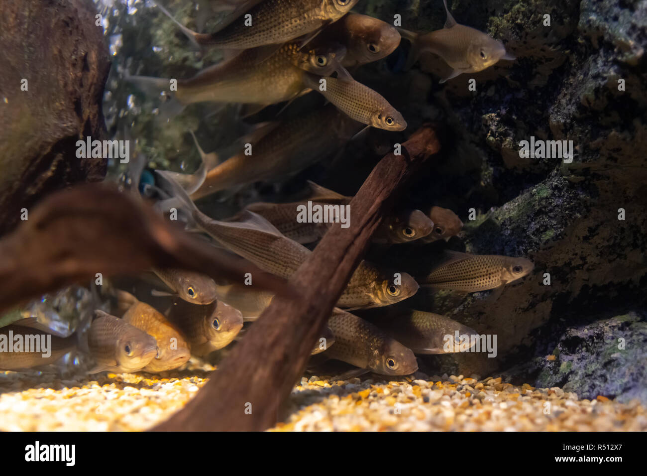 Close up beautiful fish in the aquarium on decoration of aquatic plants ...