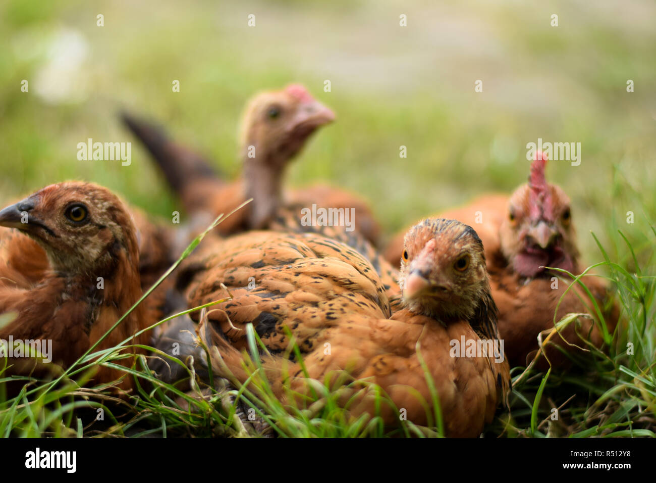 chicken lay on green grass Stock Photo - Alamy