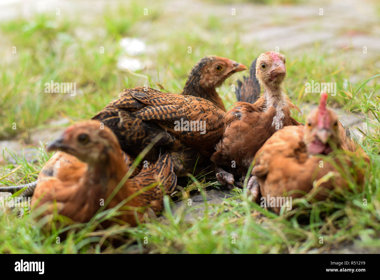 chicken lay on green grass Stock Photo - Alamy
