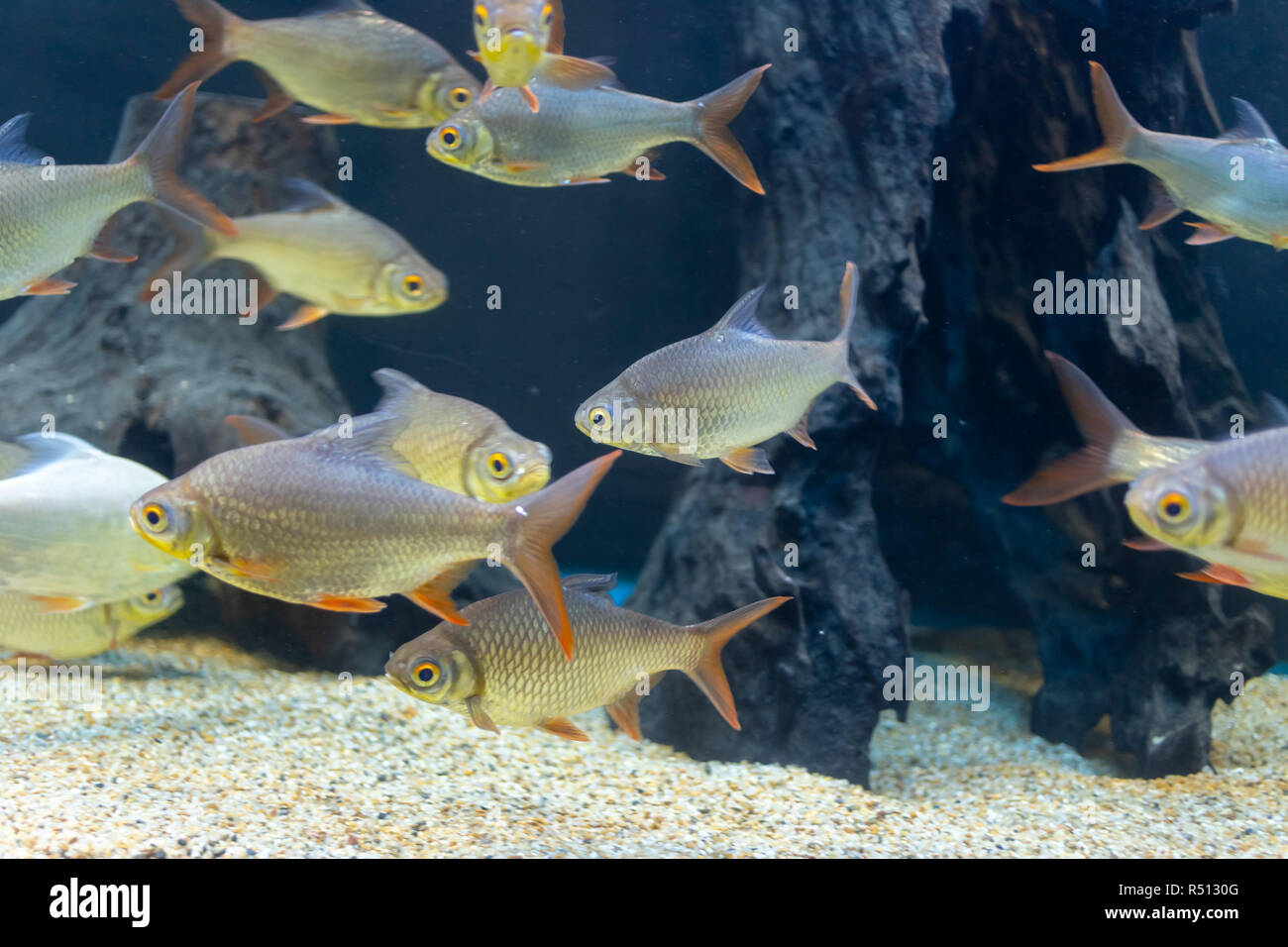 Close up beautiful fish in the aquarium on decoration of aquatic plants ...