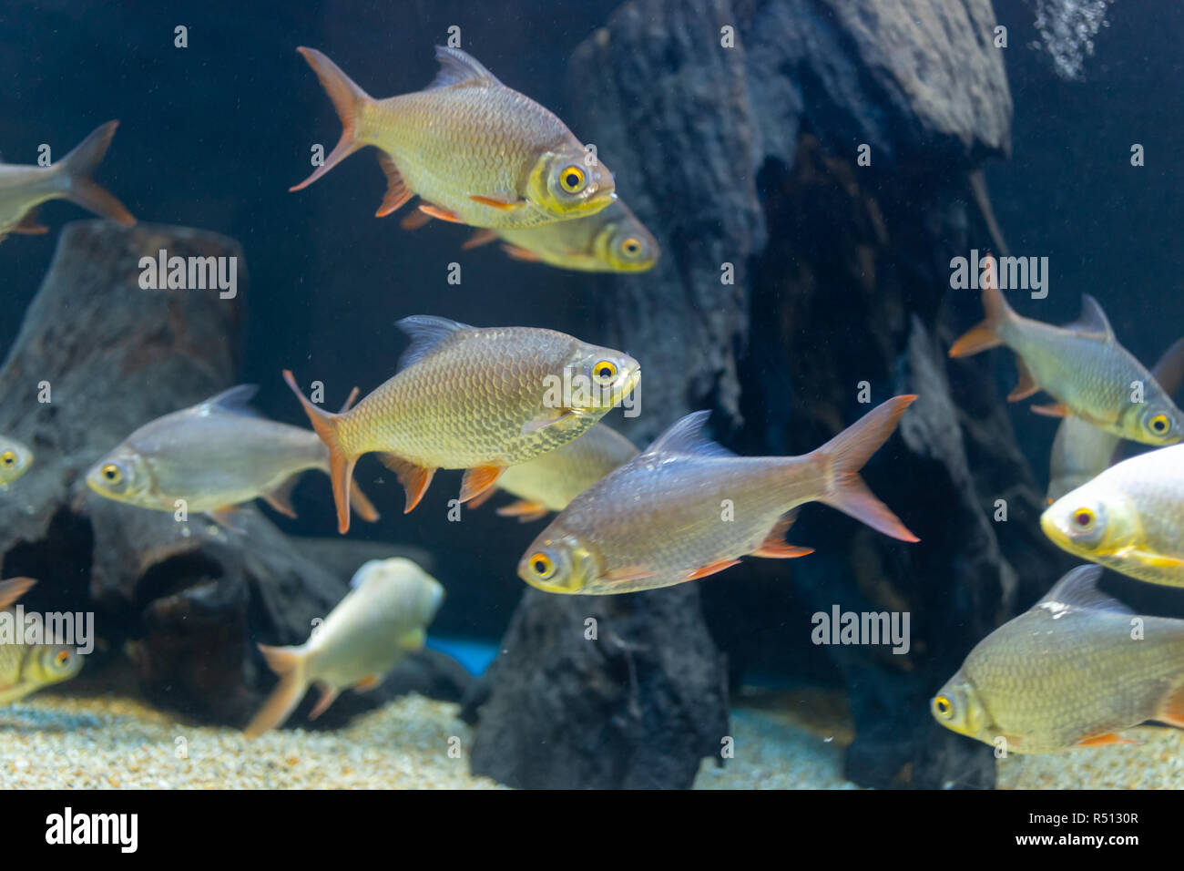 Close up beautiful fish in the aquarium on decoration of aquatic plants ...