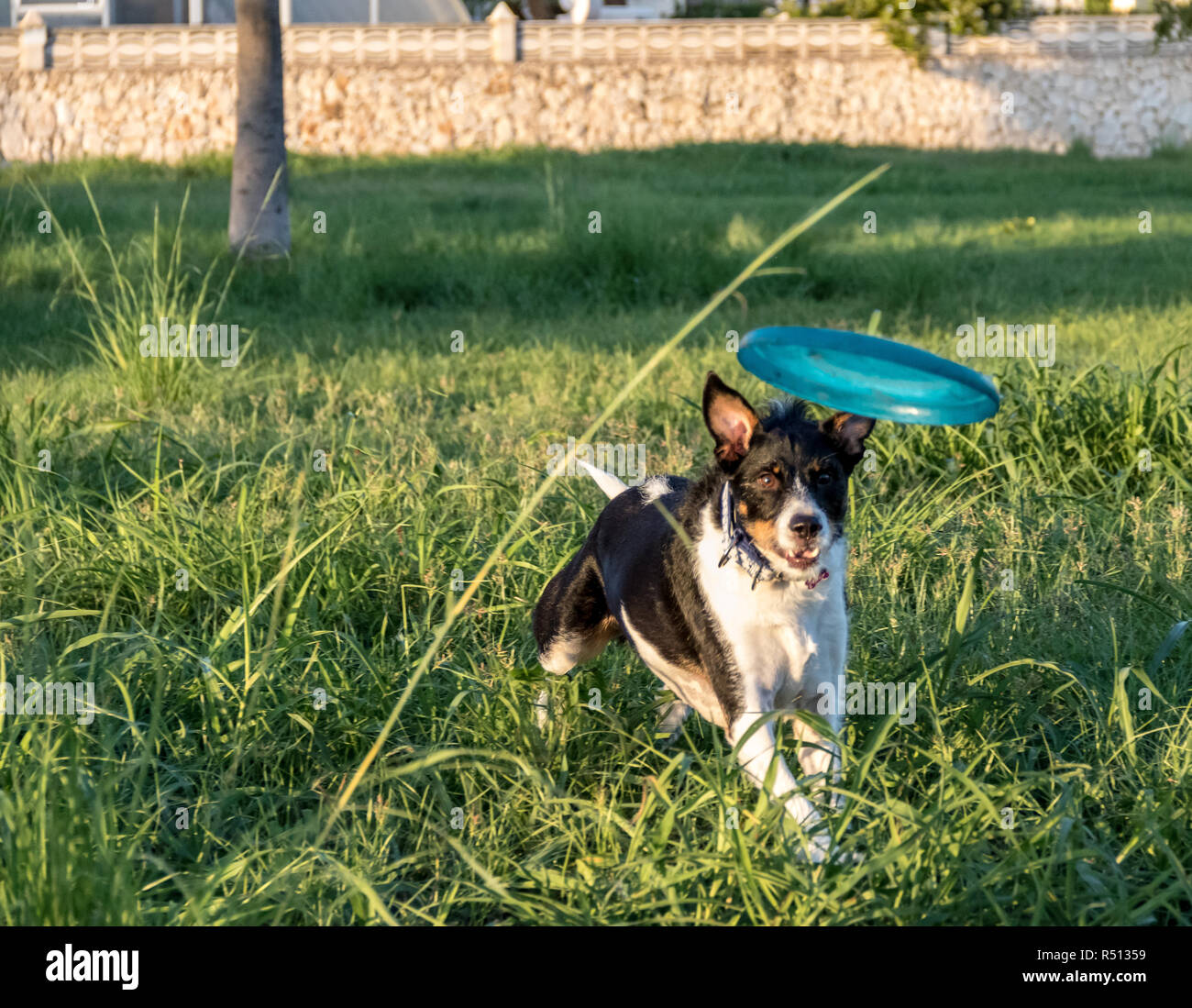 Dog running behind hi-res stock photography and images - Alamy