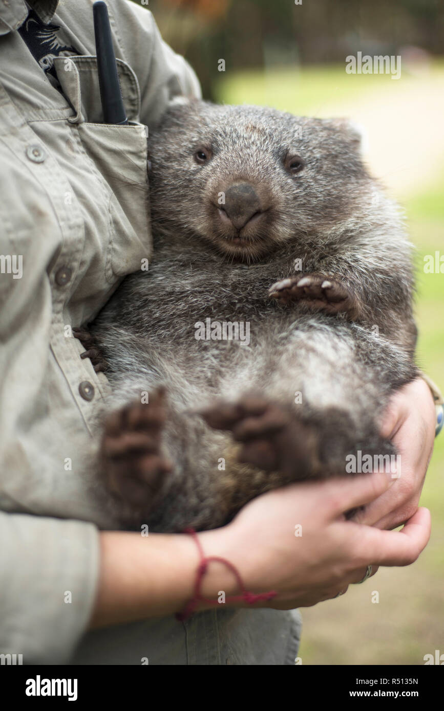 Smiling Baby Wombat