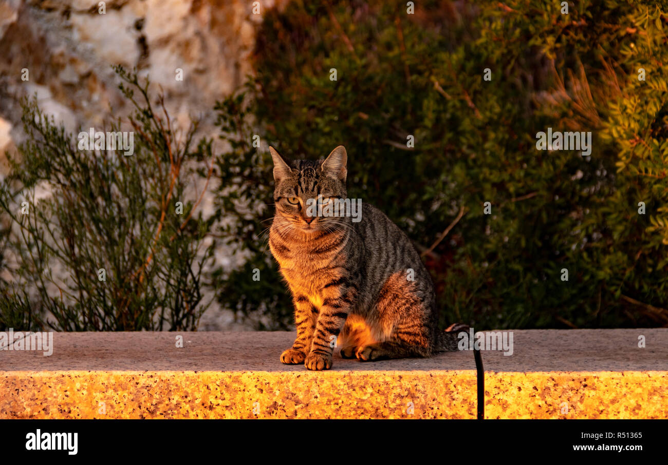 Like and tiger hi-res stock photography and images - Alamy