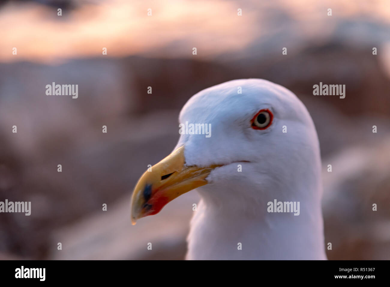 close-up of seagull looking with curiosity Stock Photo - Alamy