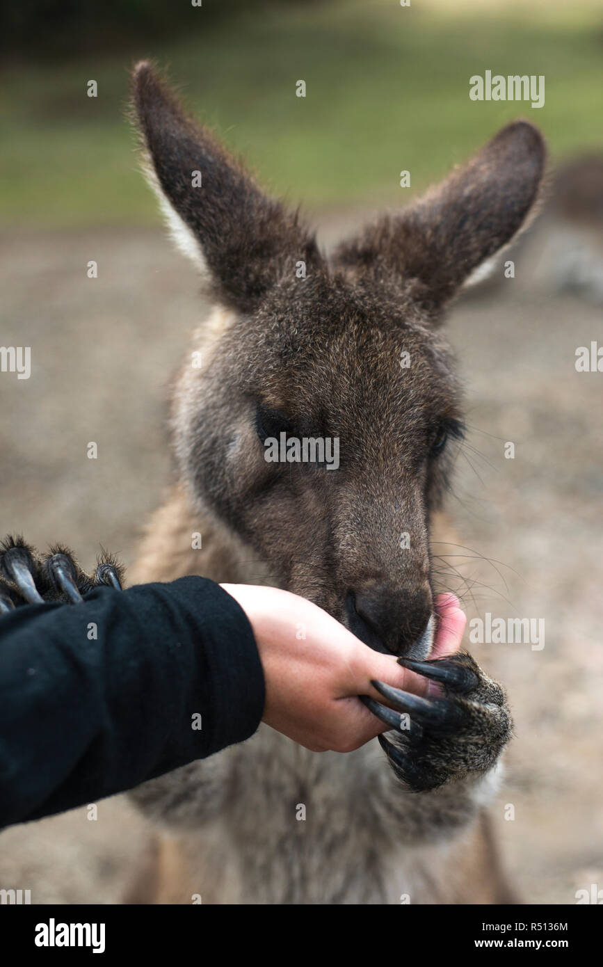 Kangaroo eating not wallaby hi-res stock photography and images - Alamy