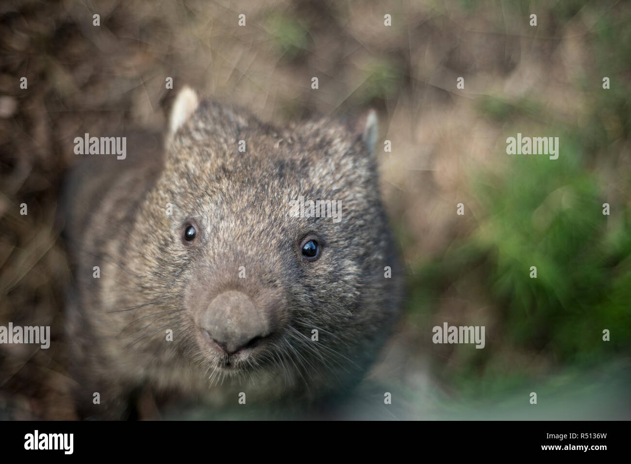 Curious wombat hi-res stock photography and images - Alamy
