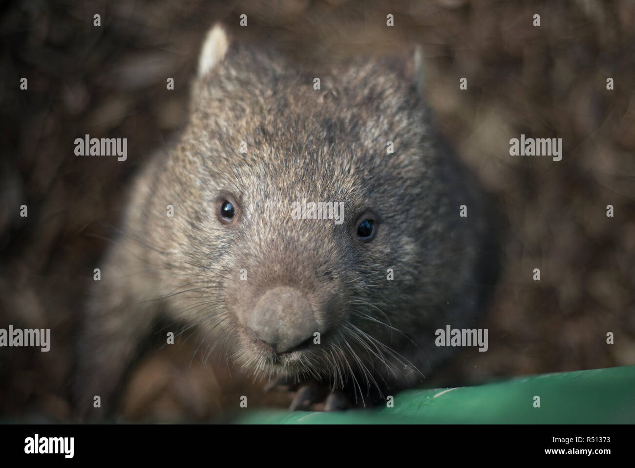 Baby wombat hi-res stock photography and images - Alamy