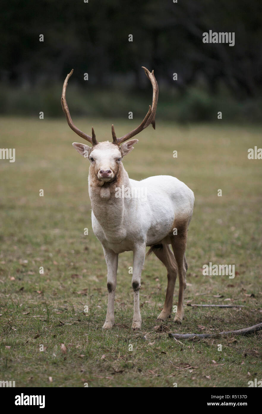 Albino fallow deer hi-res stock photography and images - Alamy