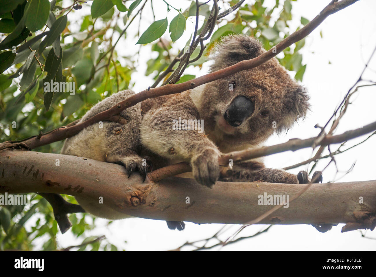 Close up Koala Bear in Australia Stock Photo - Alamy