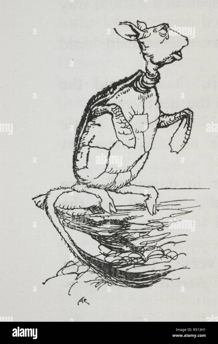 Anatomy of the turtle shell hi-res stock photography and images - Alamy