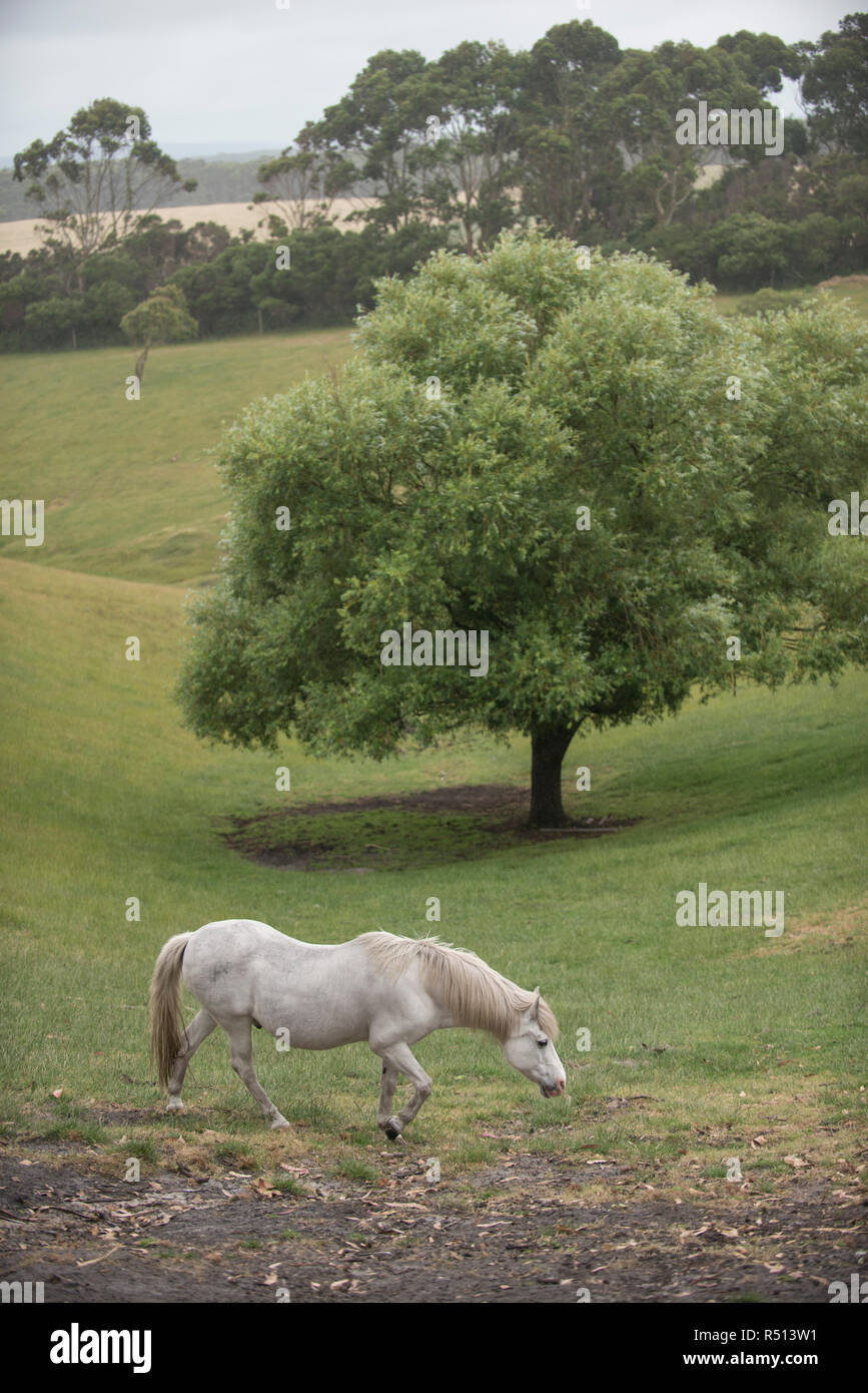 White mule hi-res stock photography and images - Alamy