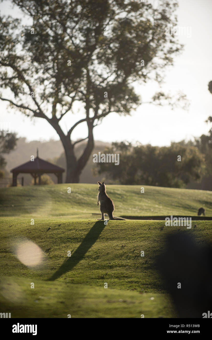 Kangaroo standing hi-res stock photography and images - Alamy