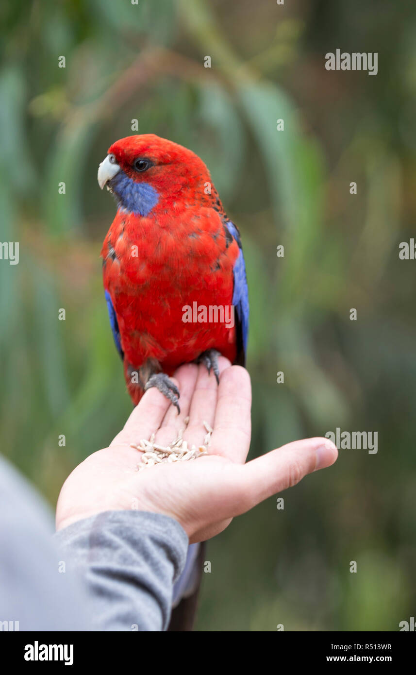 Rosella bird hi-res stock photography and images - Alamy