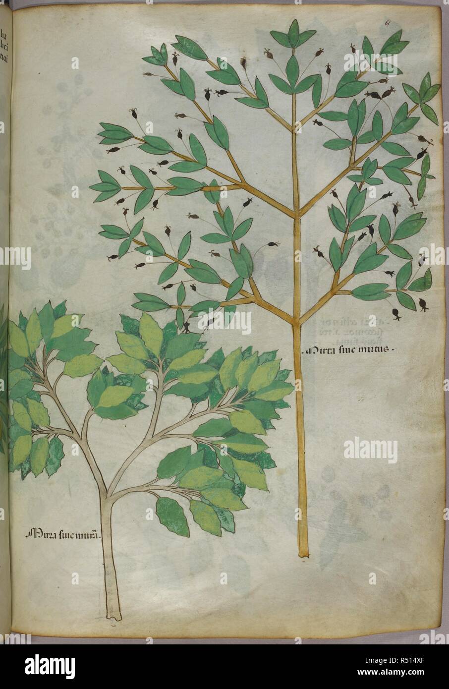 Botanical illustration. Herbal. Italy, N. (Lombardy). Herbal. Italy, N ...