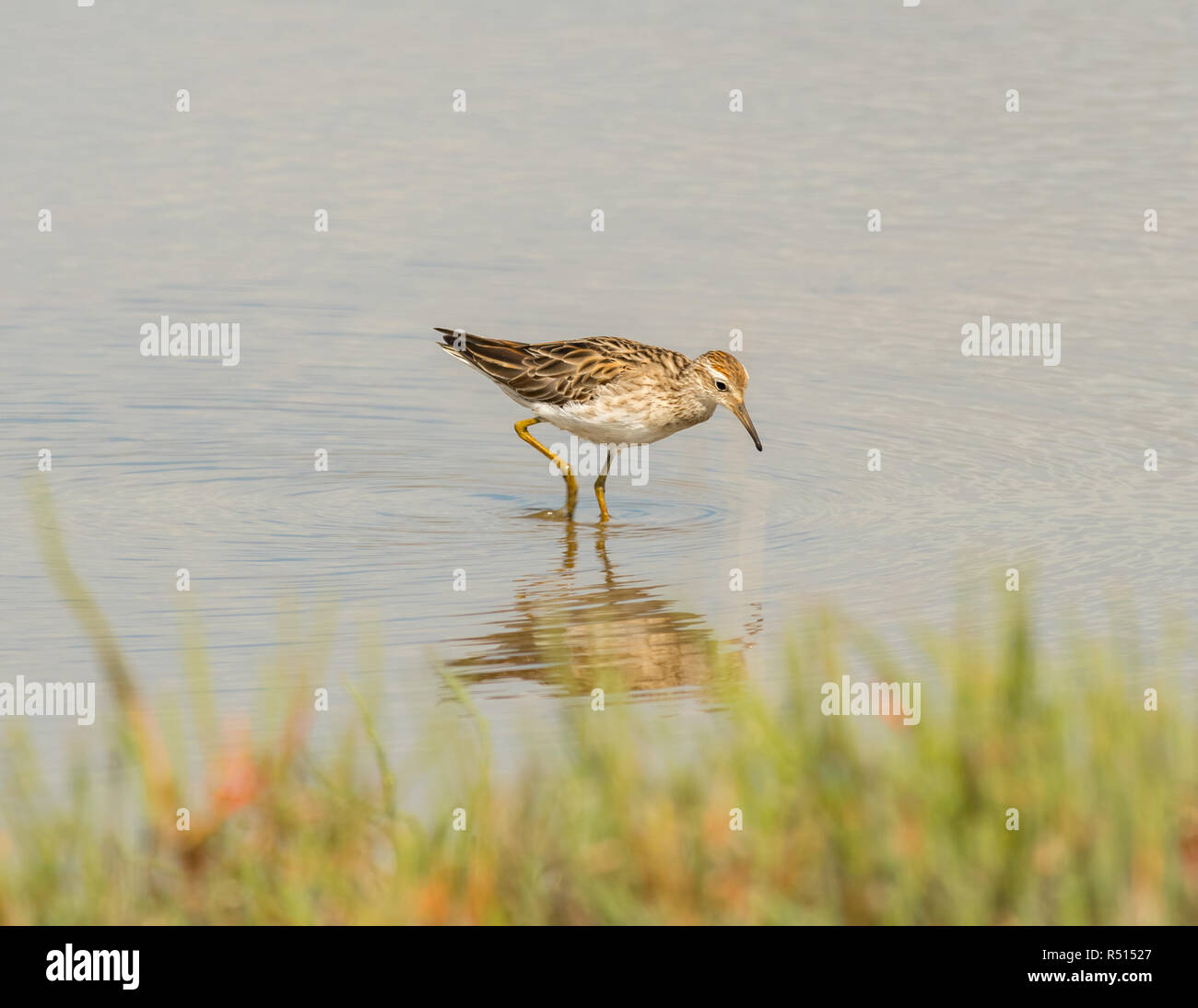The Sharp-tailed Sandpiper (Calidris acumiata)is the most dinky-di of ...