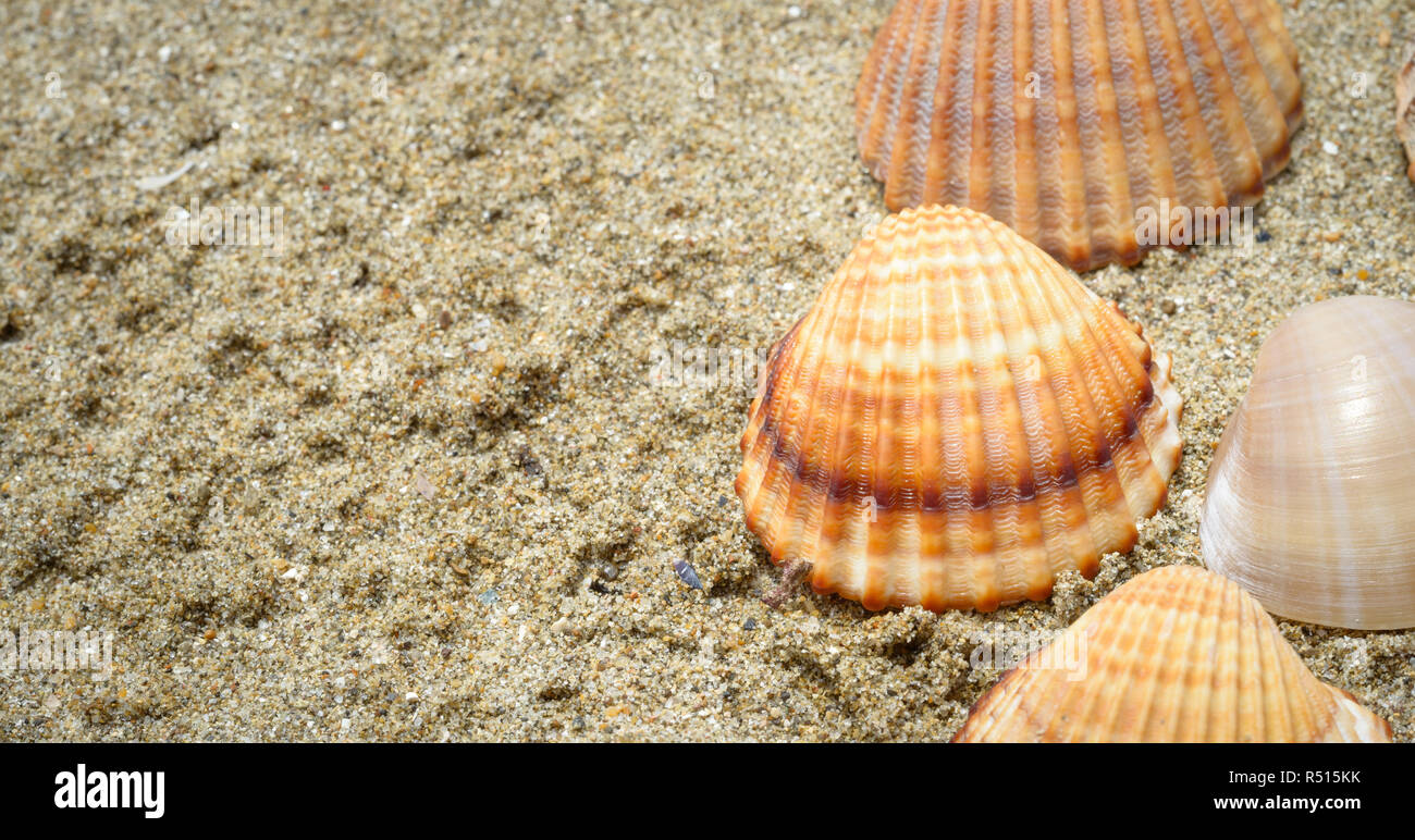 shells on sand Stock Photo - Alamy