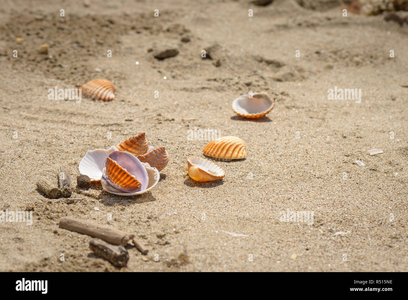 shells on beach Stock Photo - Alamy