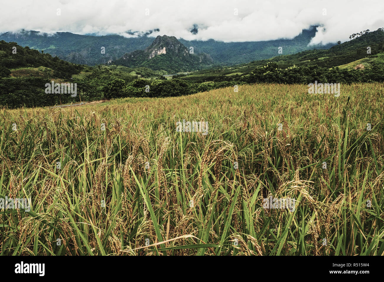 landscape Paddy rice field Stock Photo - Alamy