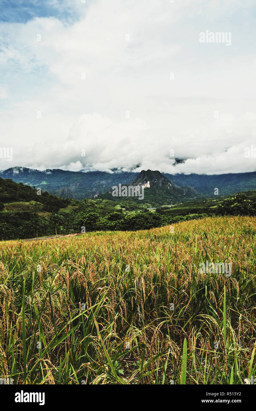 landscape Paddy rice field Stock Photo - Alamy