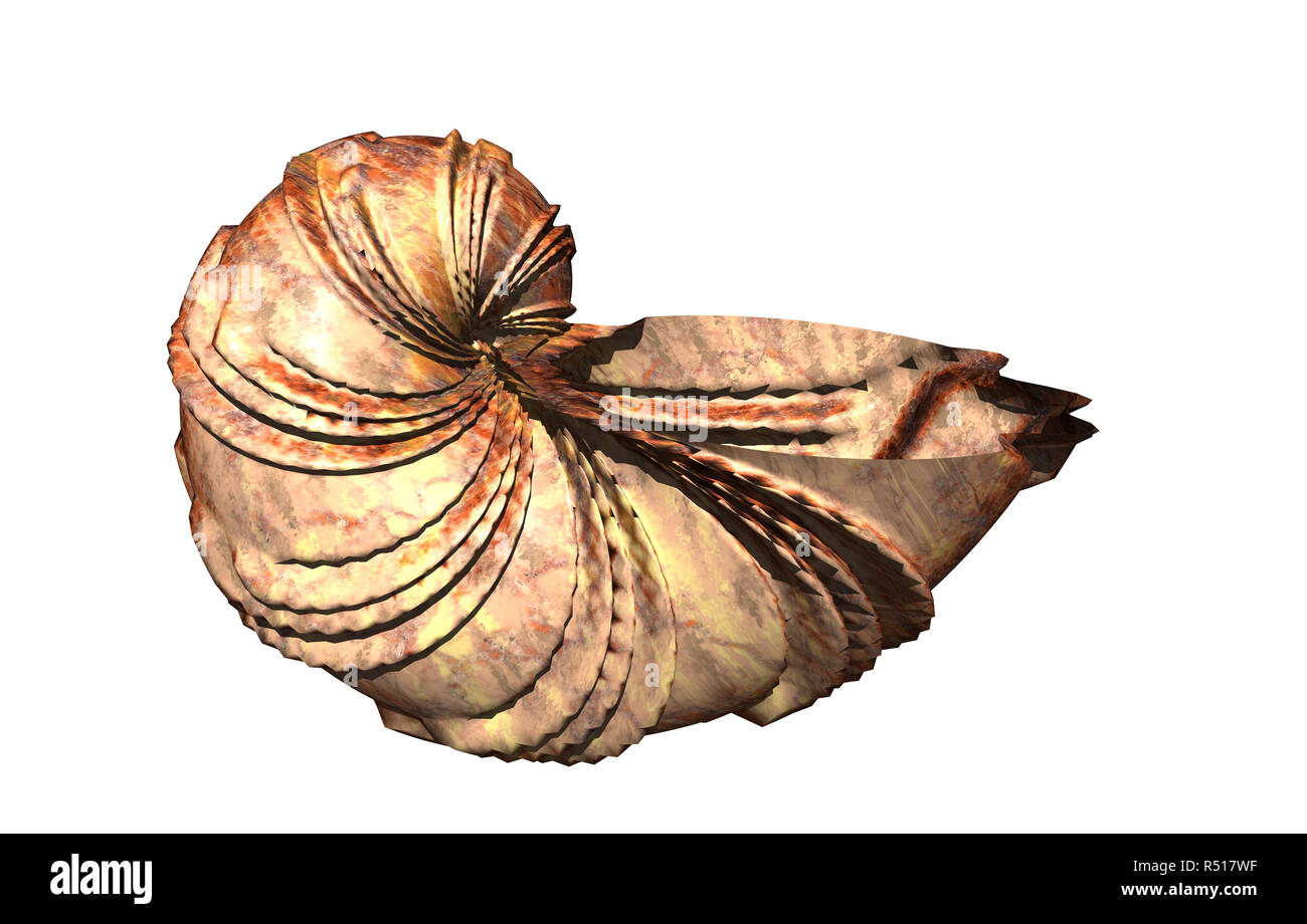 snail shell isolated Stock Photo - Alamy