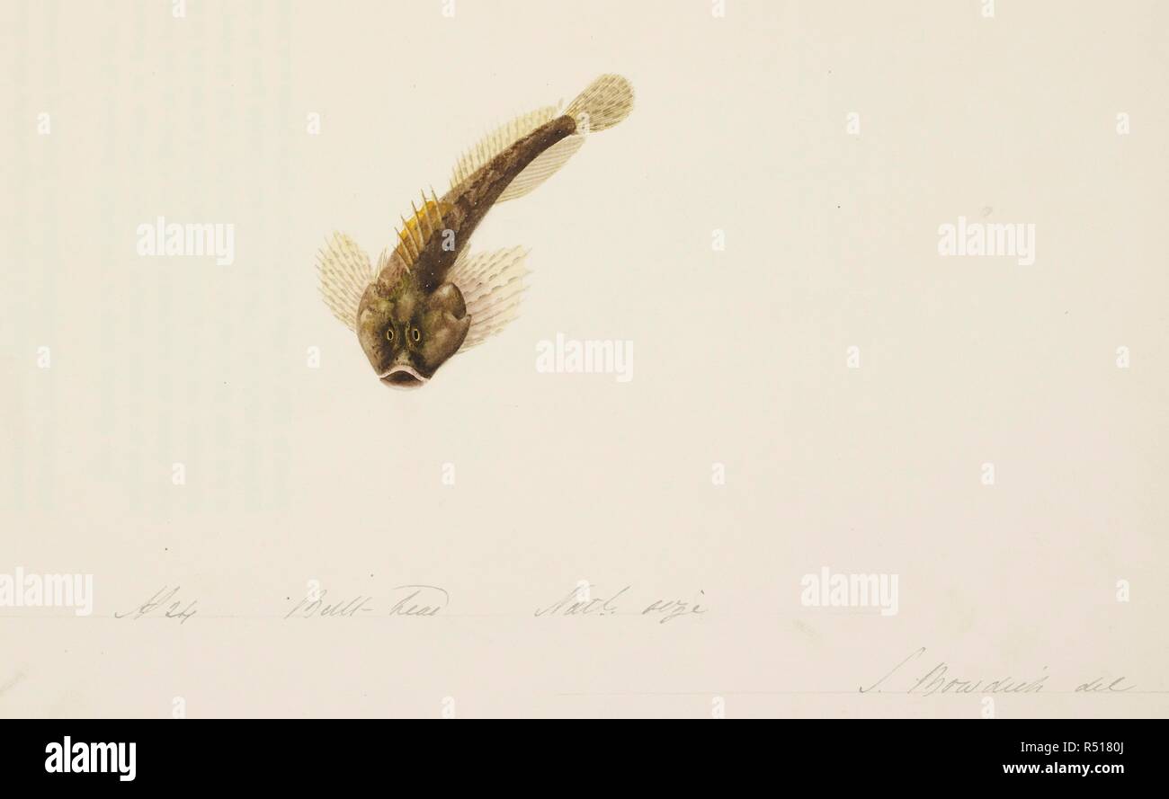 Mrs c fish hi-res stock photography and images - Alamy