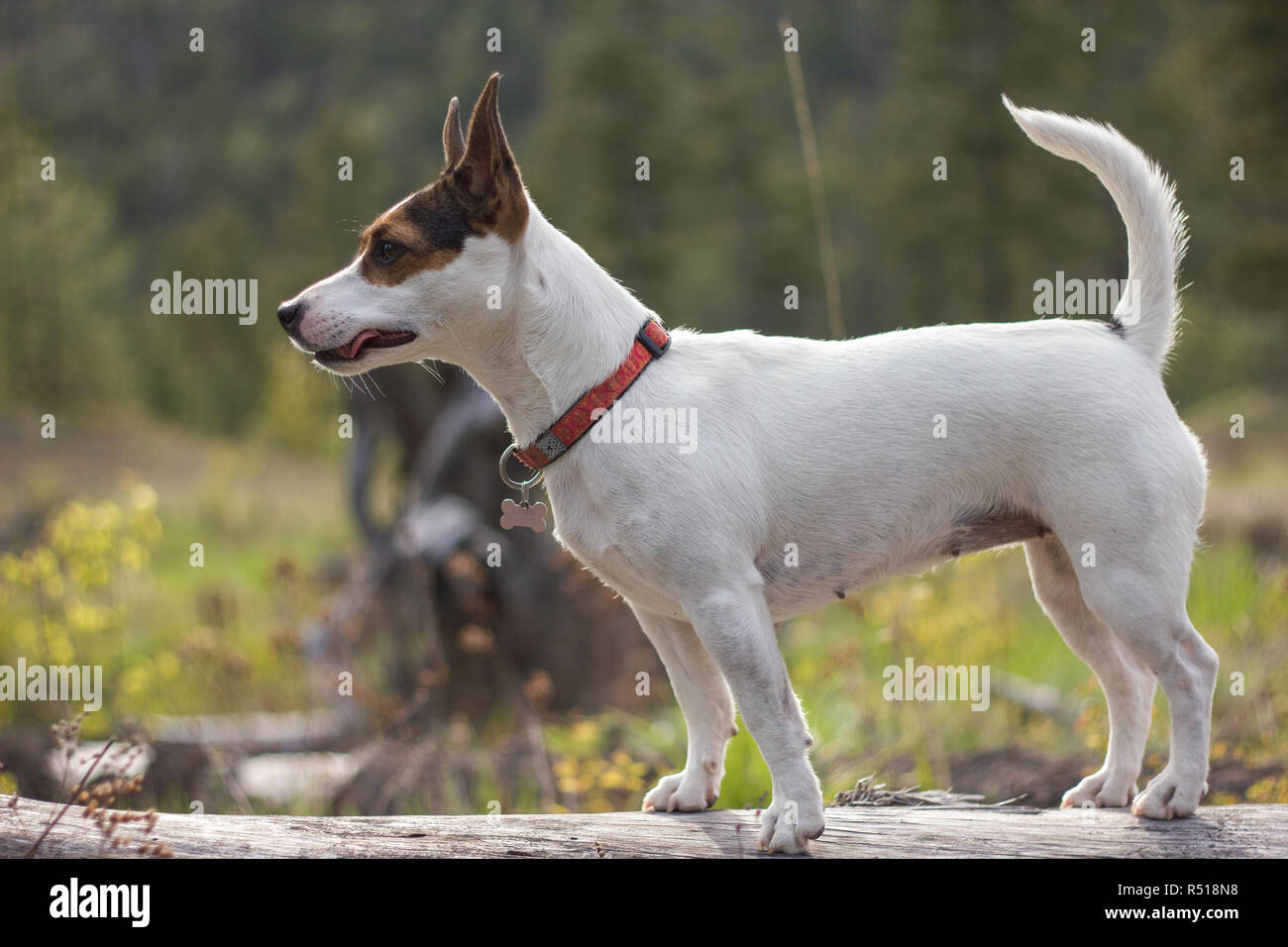 Black face markings hi-res stock photography and images - Alamy