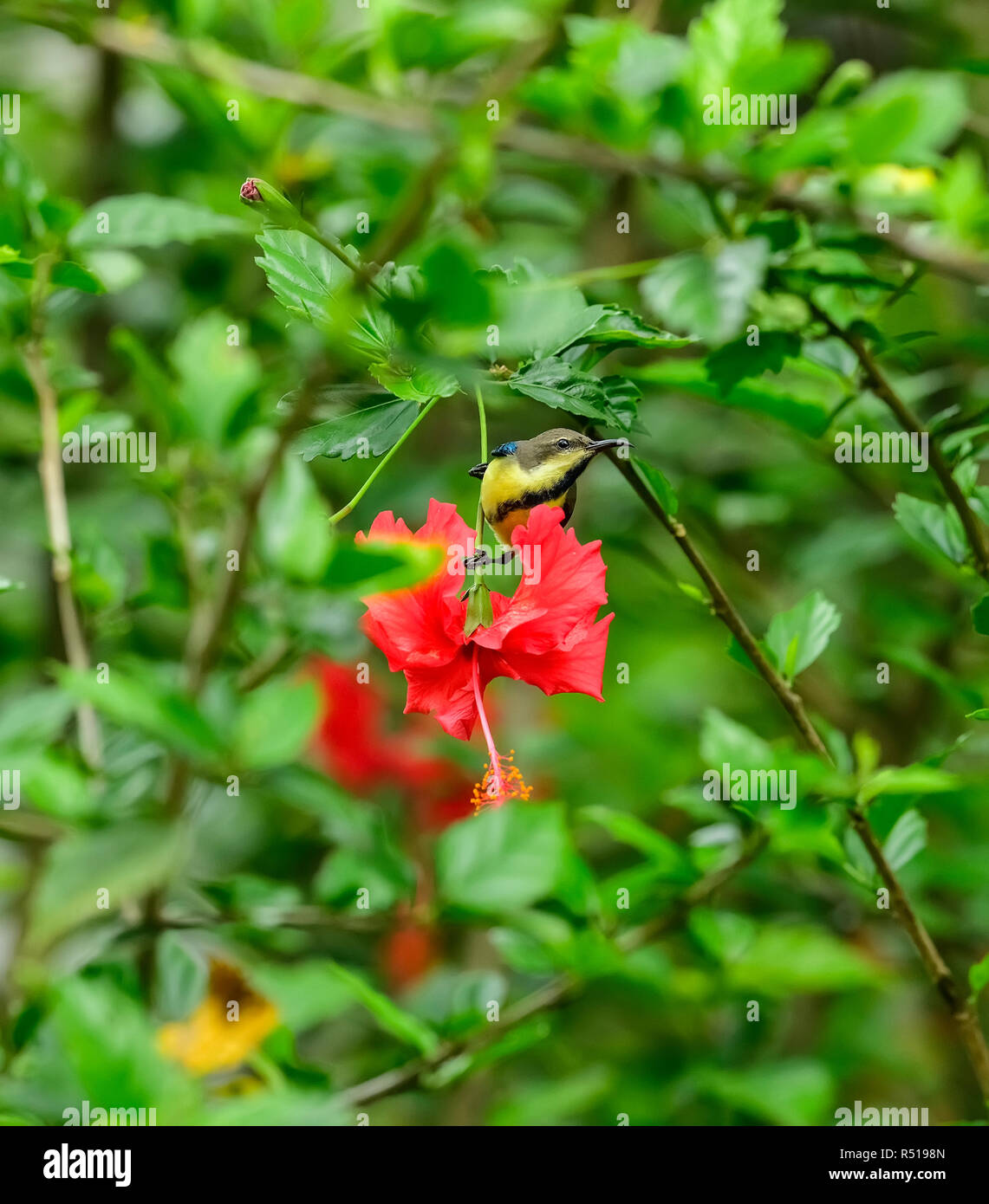 Purple sunbird, Cinnyris asiaticus, Purple sunbird hanging on flower ...