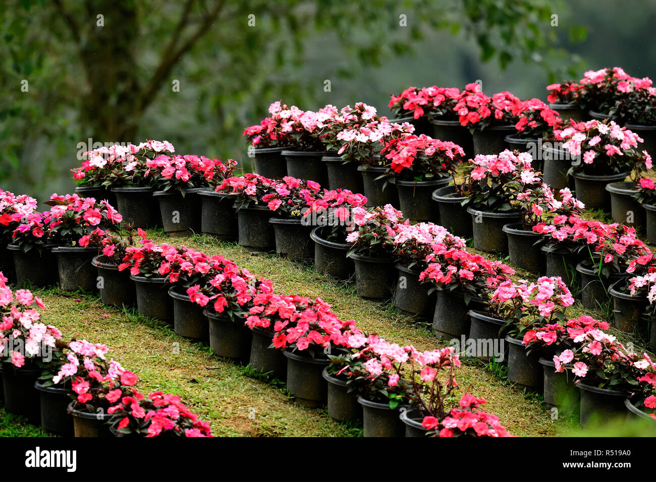 flowers seen grown in pots at flower show at munnar kerala. with ...