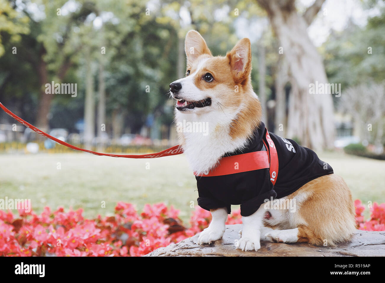 Welsh corgi pembroke image hi-res stock photography and images - Alamy