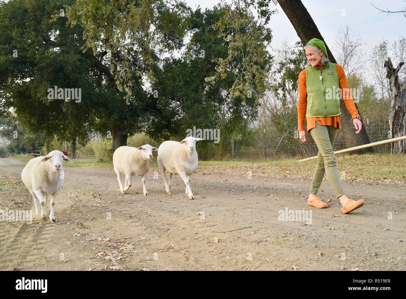 Female farmer walking with three sheep, Mimi is co-owner of organic ...