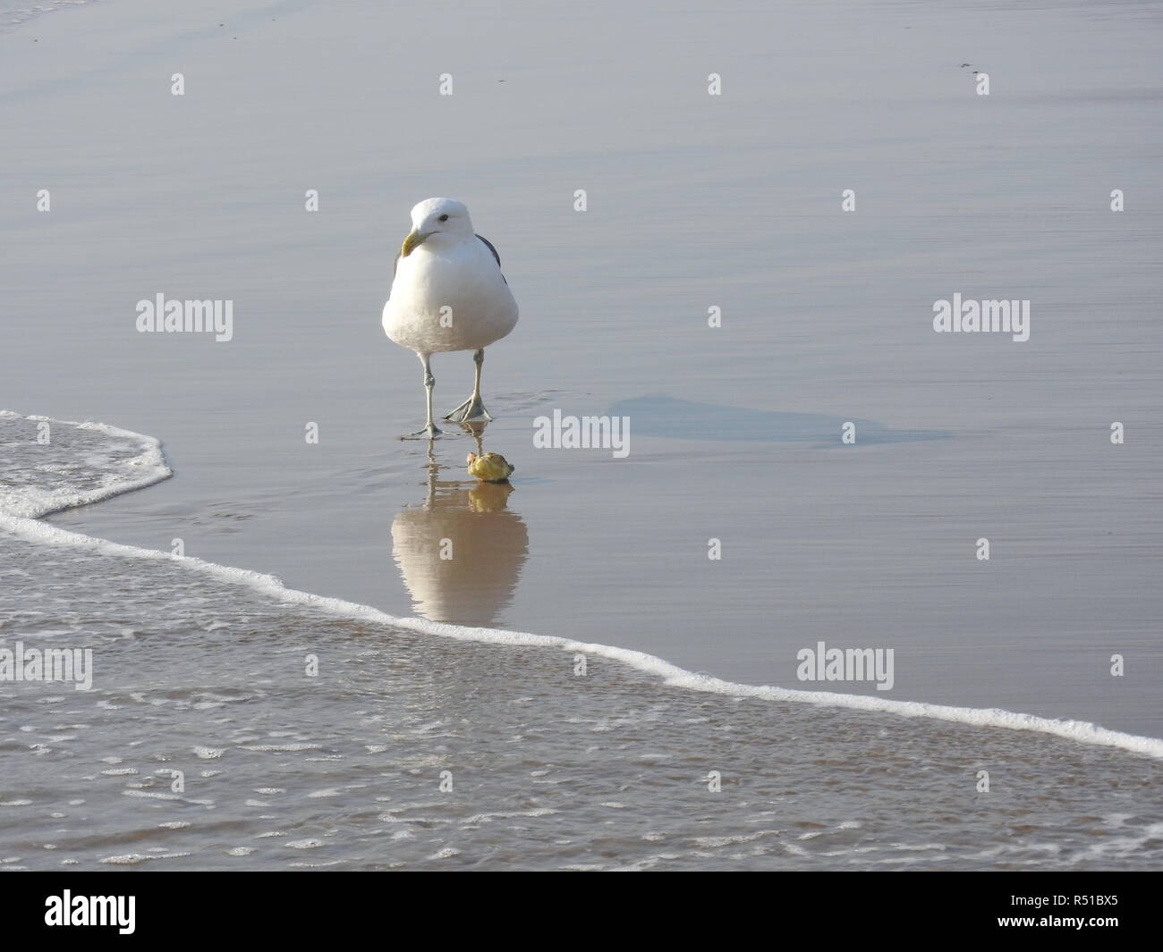 Shallows at the beach hi-res stock photography and images - Alamy